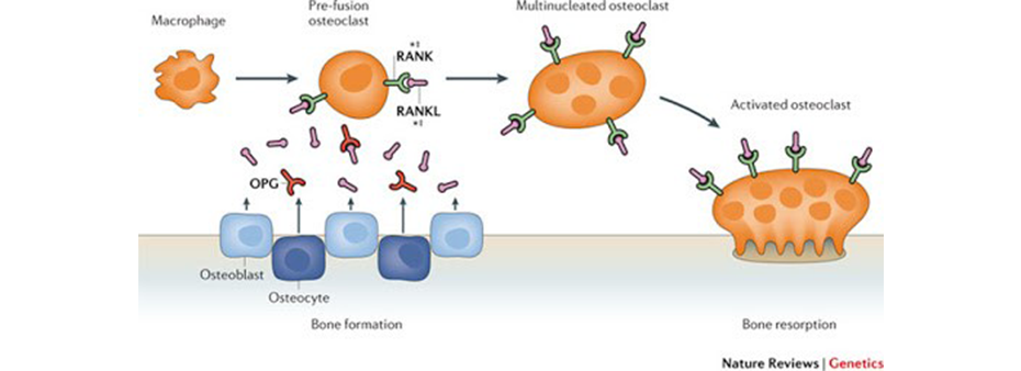 Osteoimmunology: The Emerging Bone-Immune Connection